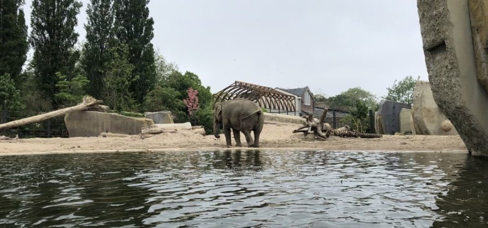 Artis Zoo Amsterdam: ältester Tiergarten der Niederlande