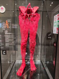 BODY WORLDS Amsterdam - reviews and online discount tickets